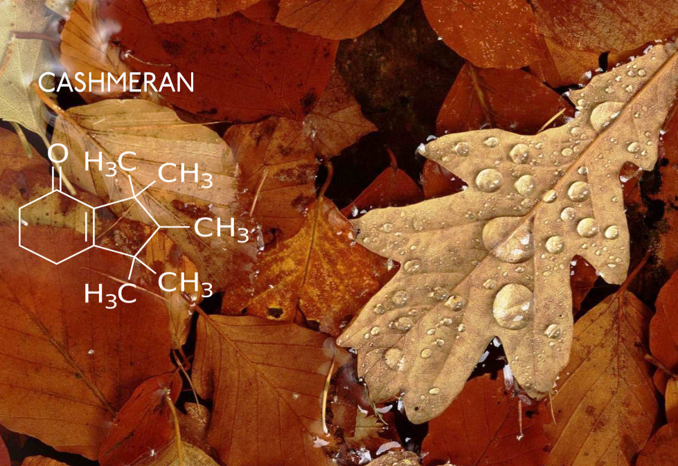 Cashmeran Pack | Bloom Sample Packs | Bloom Perfumery London